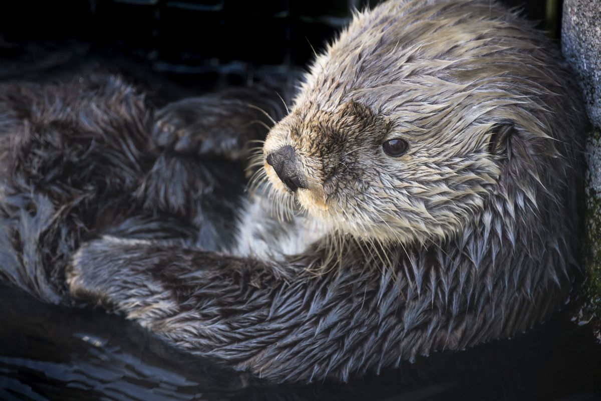 Sea otters have low genetic diversity like endangered species ...