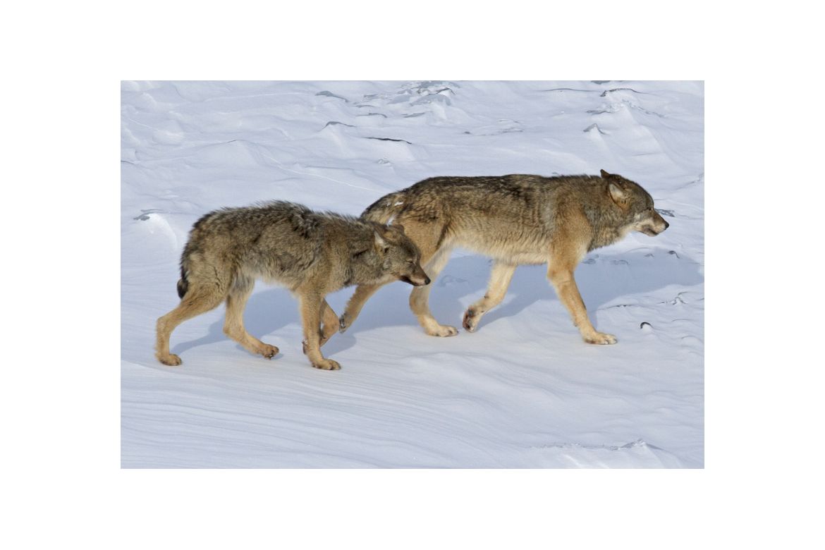 Photo | Wolves at Isle Royale, Lake Superior | UCLA