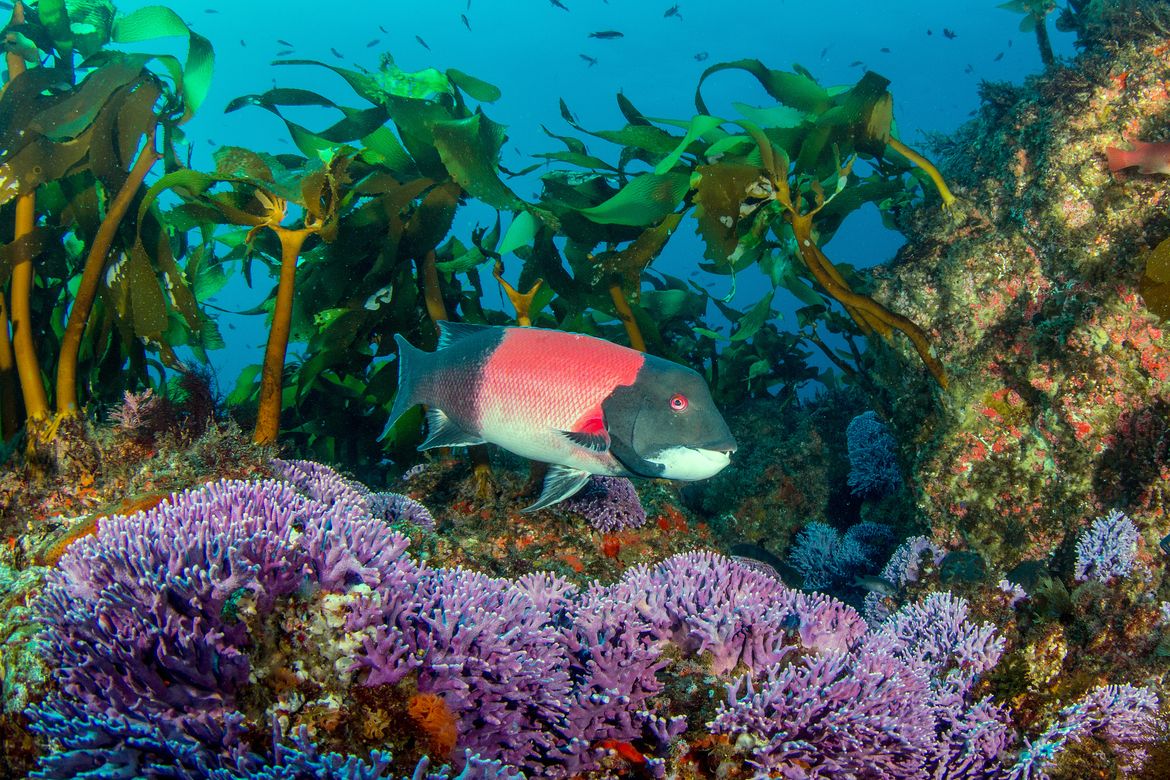 Photo | California sheephead and coral | UCLA