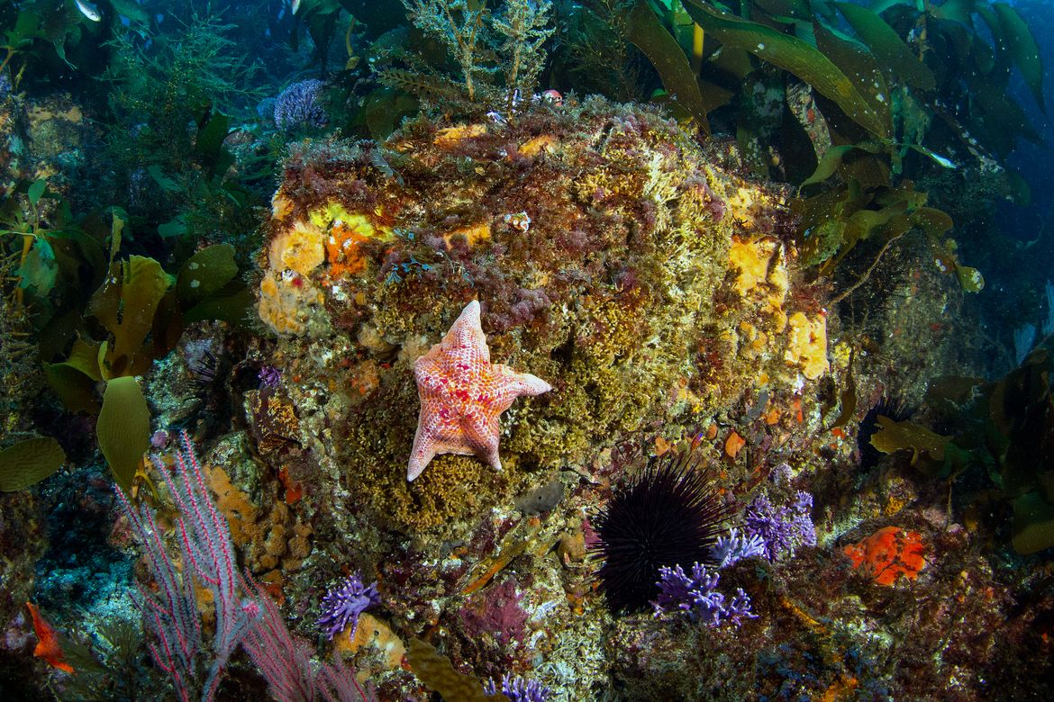 Photo | Bat star | UCLA