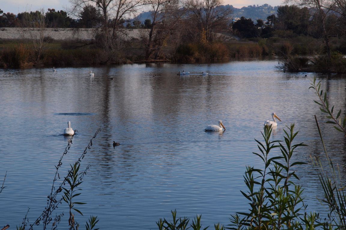 Sept. 19: The allure of the urban wild | UCLA