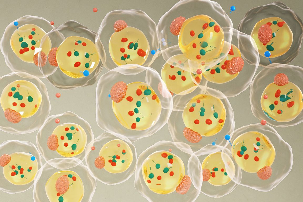 Fat cells are used to deliver drug that suppresses tumor growth in mice ...