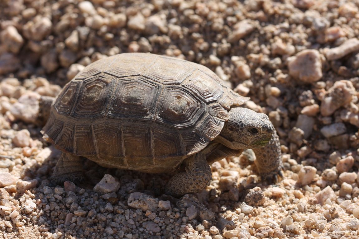 UCLA study of threatened desert tortoises offers new conservation ...