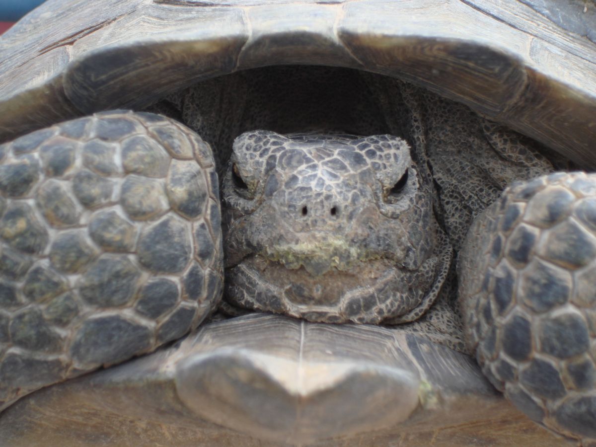 UCLA study of threatened desert tortoises offers new conservation strategy | UCLA