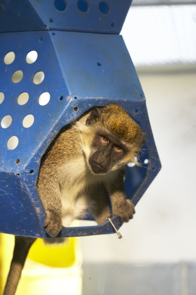 Photo | Vervet monkey | UCLA