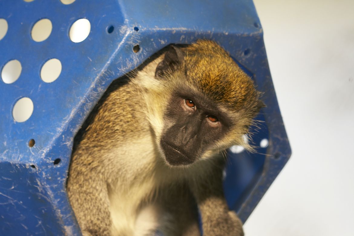 Photo | Vervet monkey | UCLA