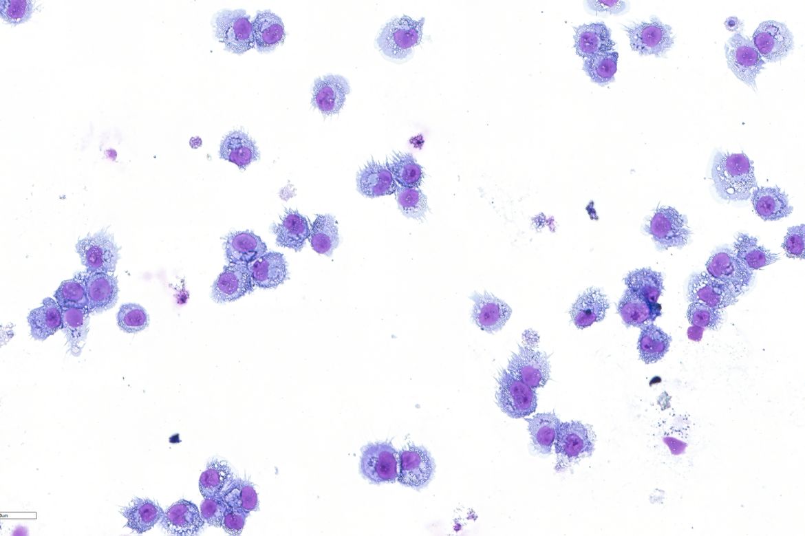 Photo | Dendritic cells | UCLA