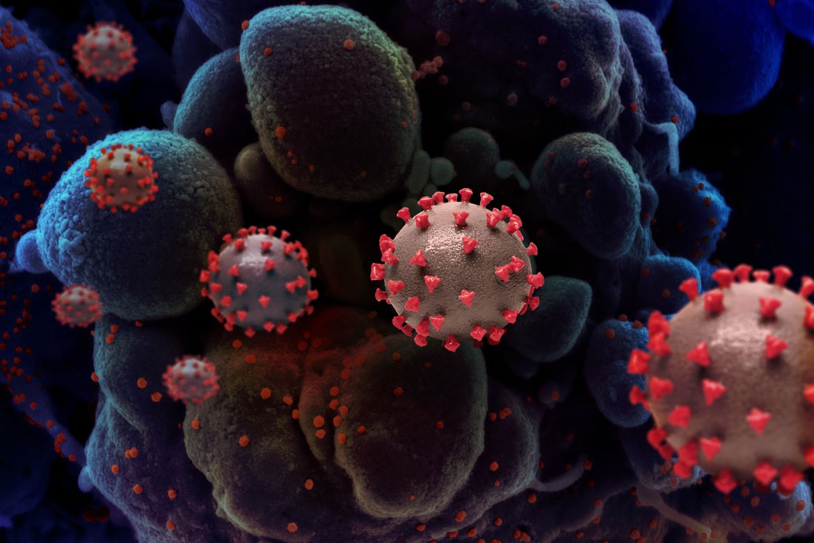 Photo | Coronavirus | UCLA