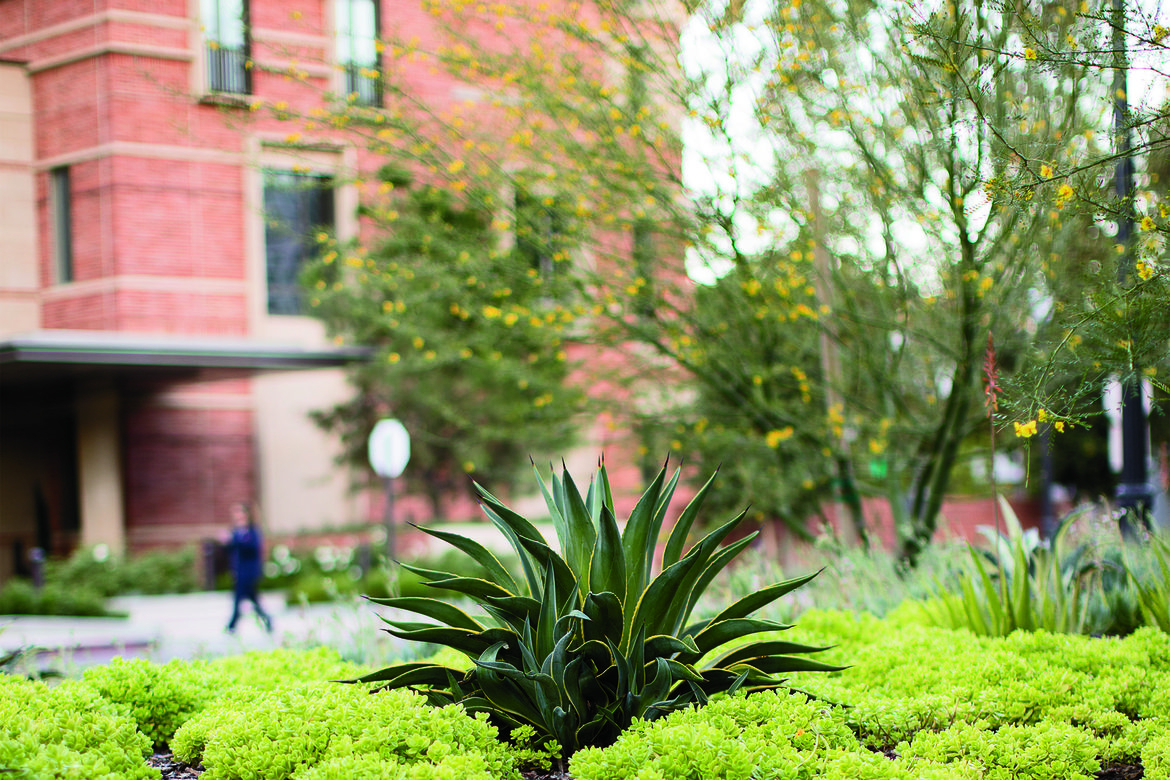 Beauty and the Bellwether | UCLA