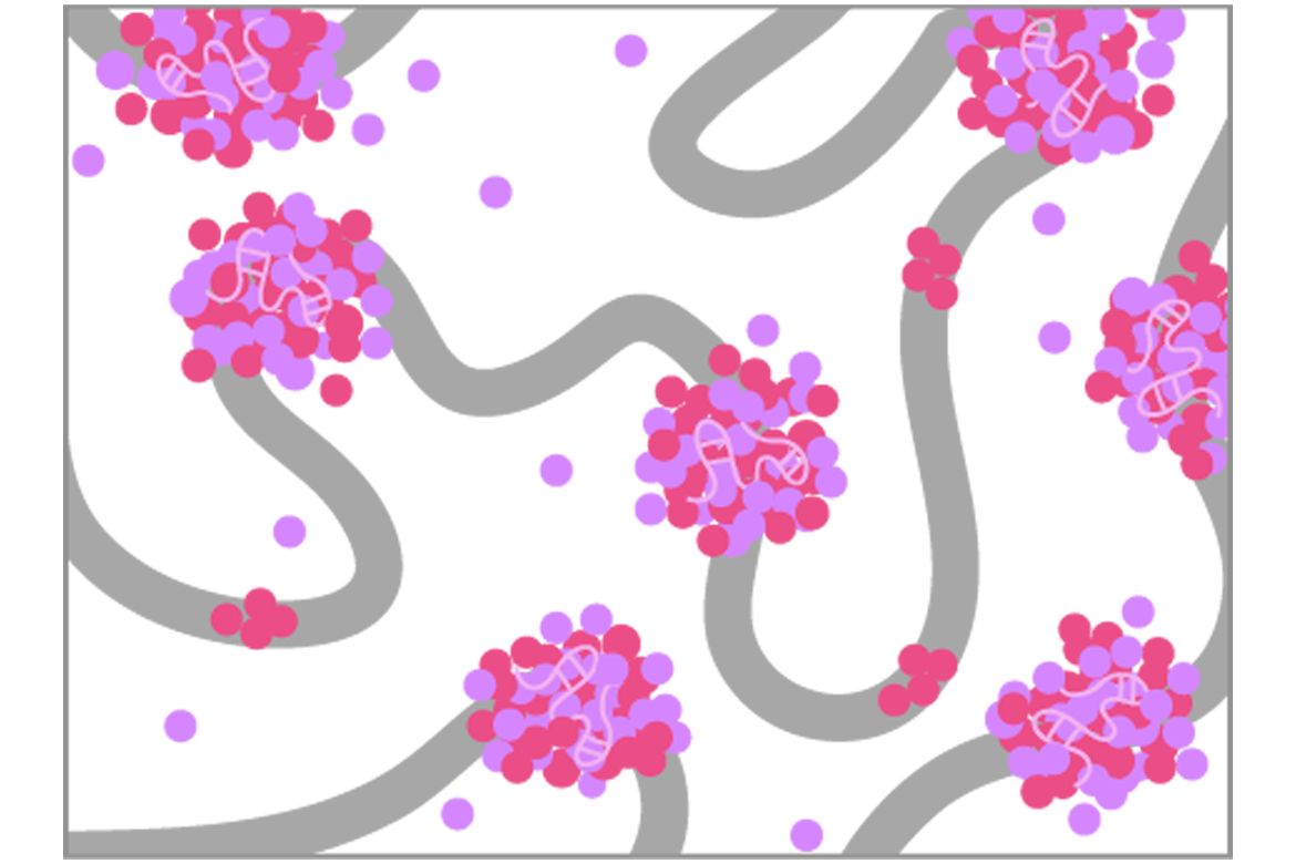 Photo | Illustration of Xist and other molecules on the X chromosome | UCLA
