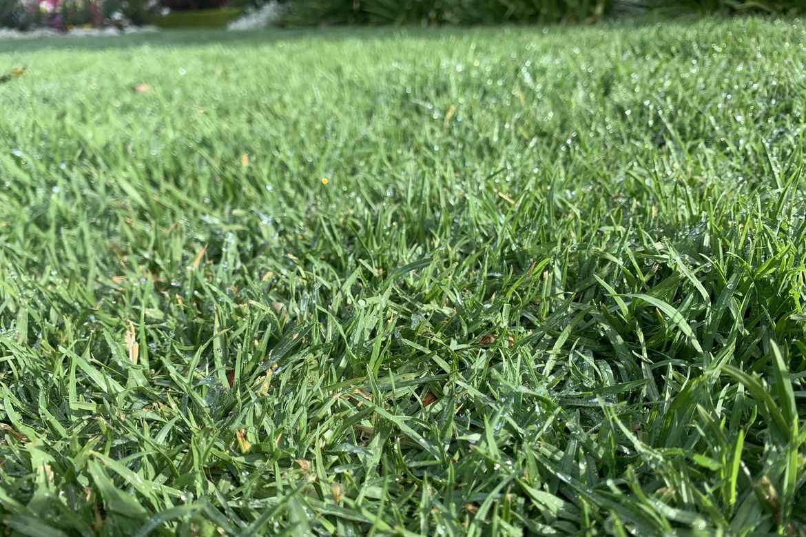 Photo | Lawn grass | UCLA