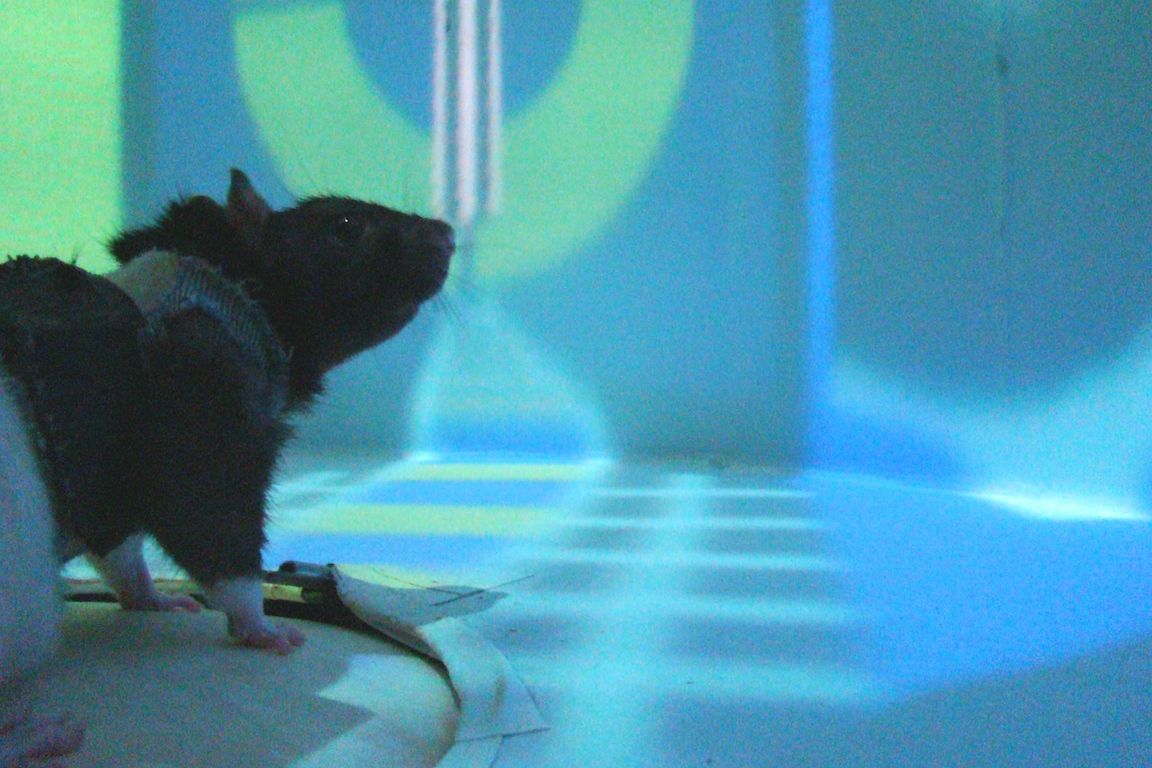 VR experiment with rats offers new insights about how neurons enable ...