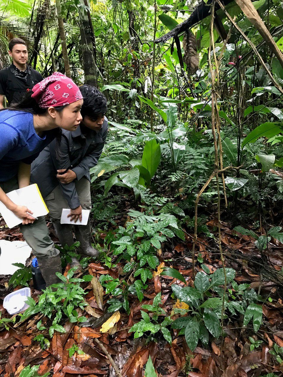 Male orb-weaving spiders fight less in female-dominated colonies | UCLA