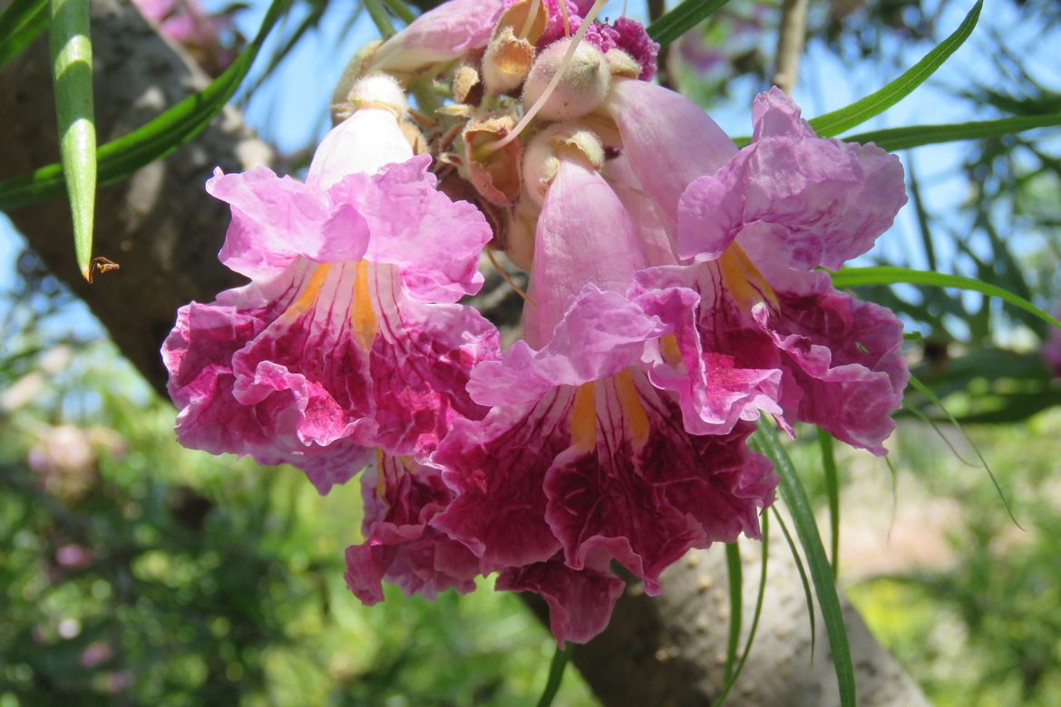 Photo | Pink flower | UCLA