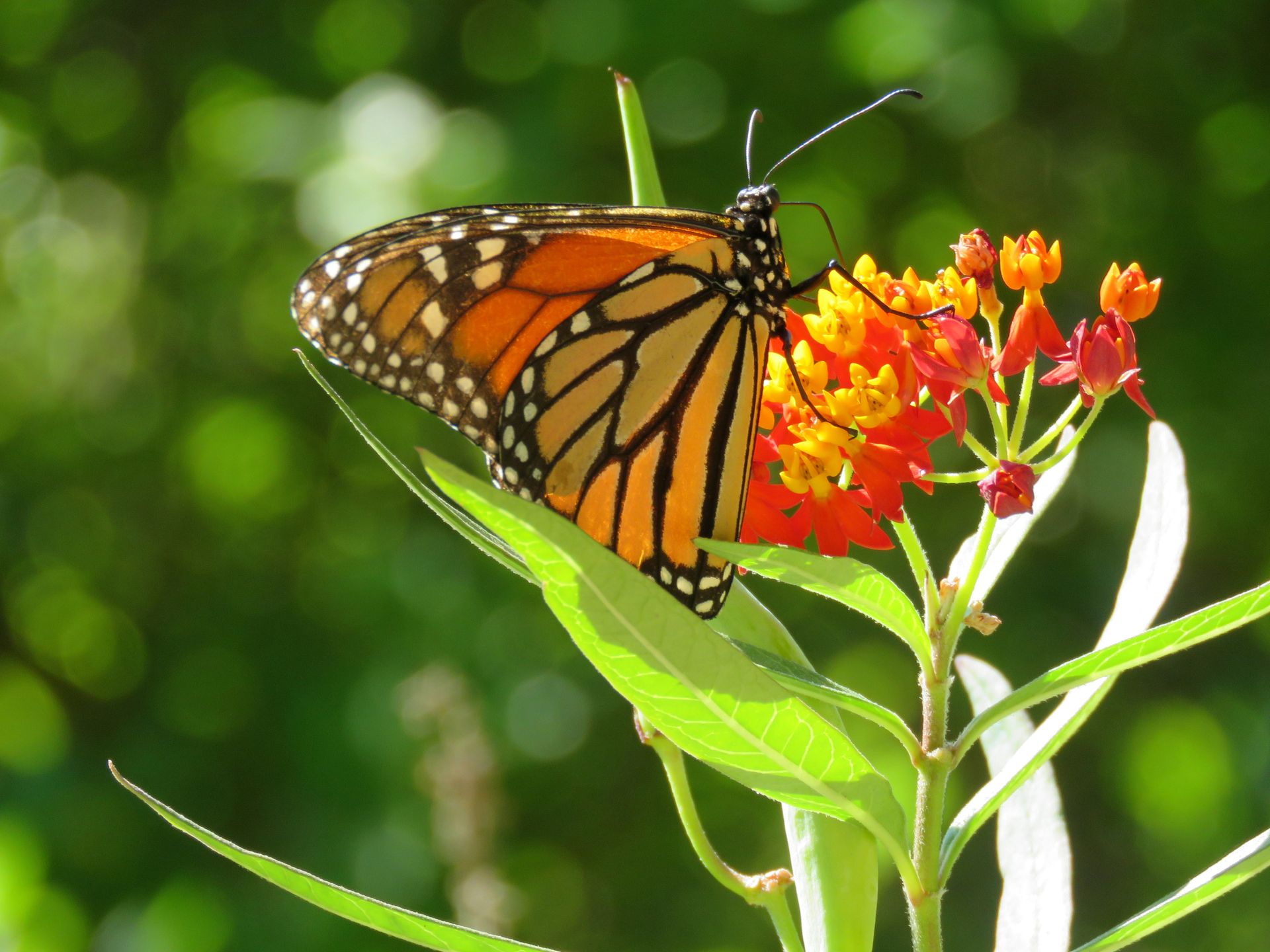 Photo | Red orange butterfly | UCLA
