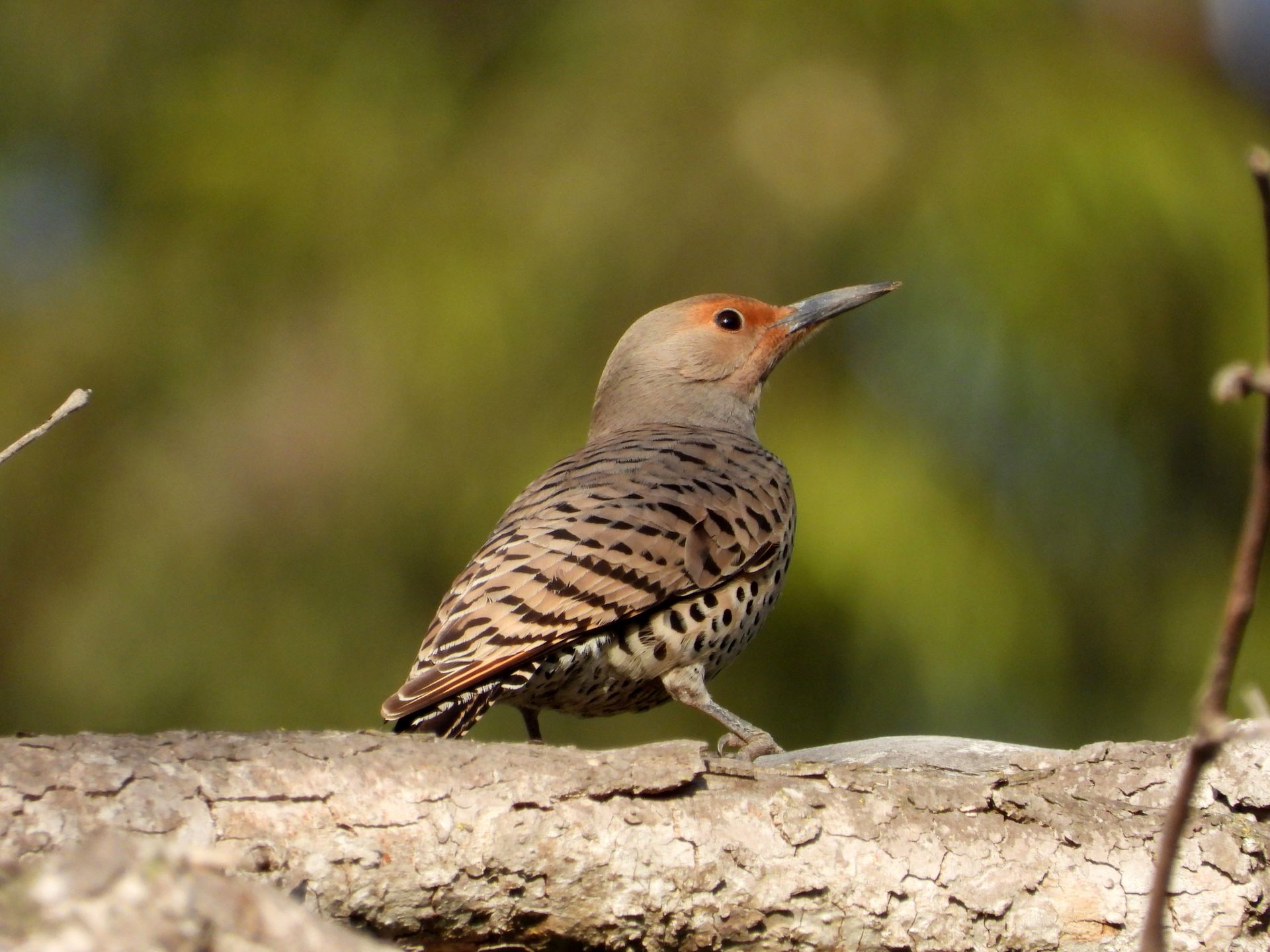 Photo | Northern Flicker bird at Sage Hill on the UCLA campus. | UCLA