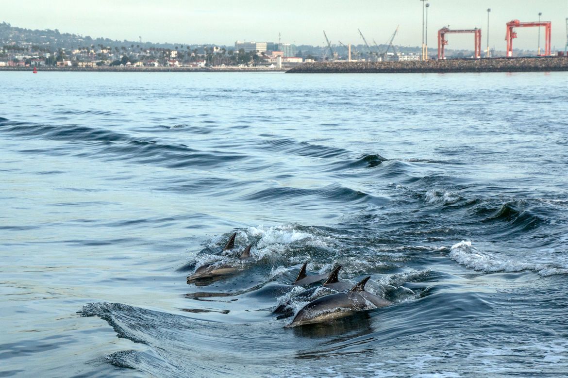 Photo | Dolphins at the the Los Angeles ports | UCLA