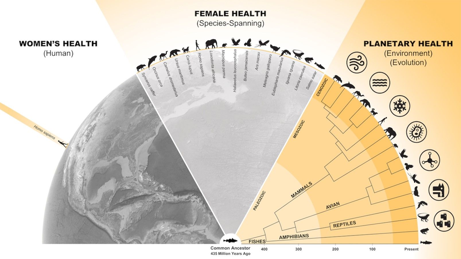 Studying animal evolution to advance women’s health | UCLA