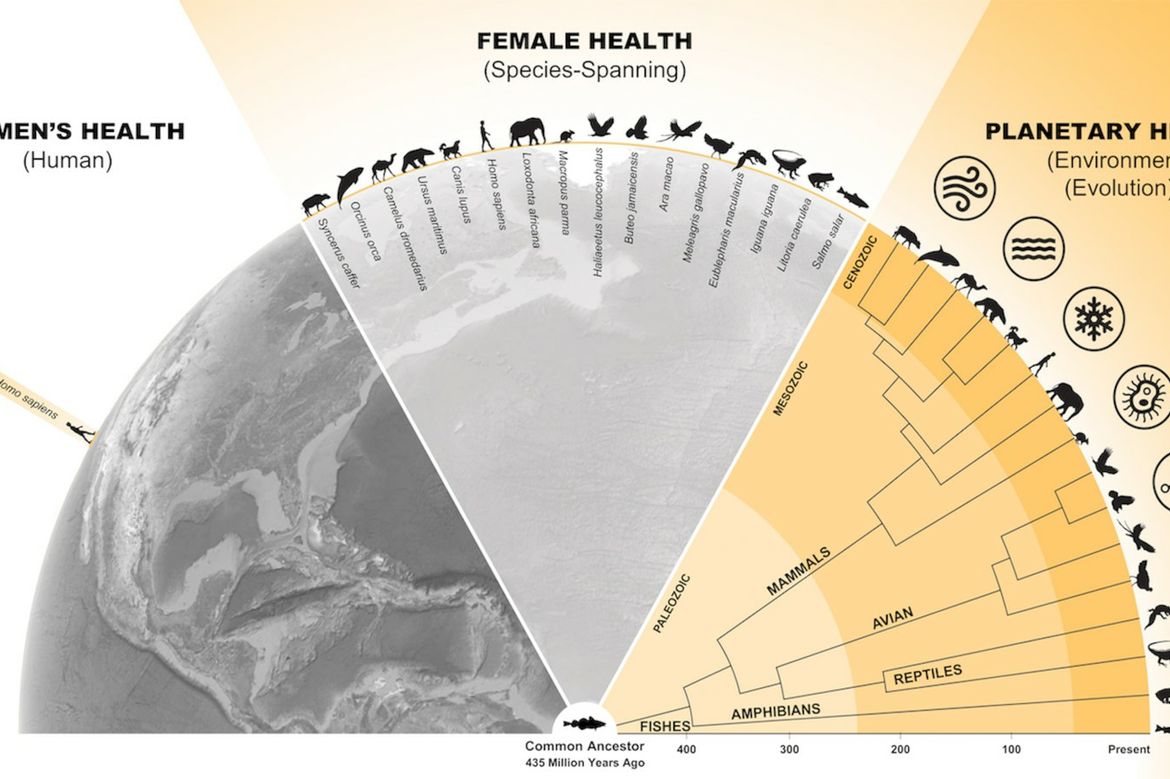 Photo | Graph illustrating women’s health, female health and planetary ...
