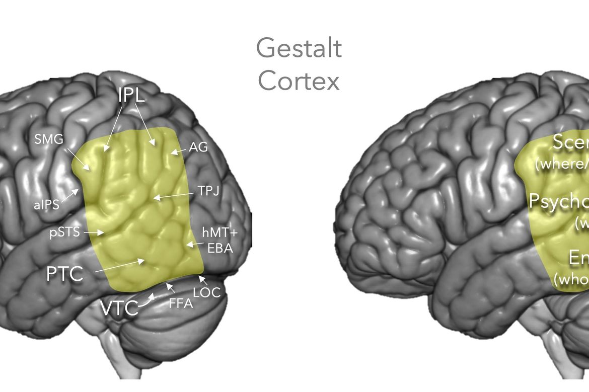 Photo | The gestalt cortex | UCLA