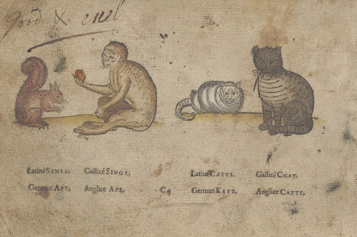 Photo | Chrzanowski scan animals | UCLA