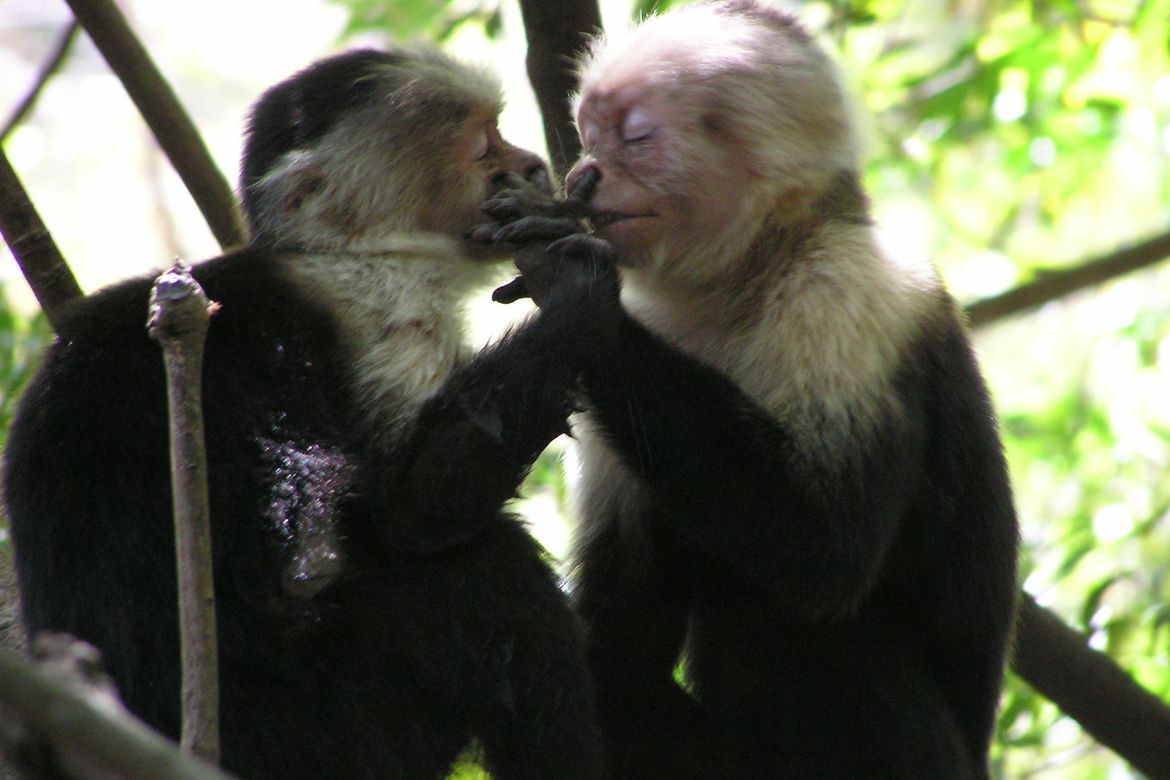 Photo | female white-faced capuchin monkeys | UCLA