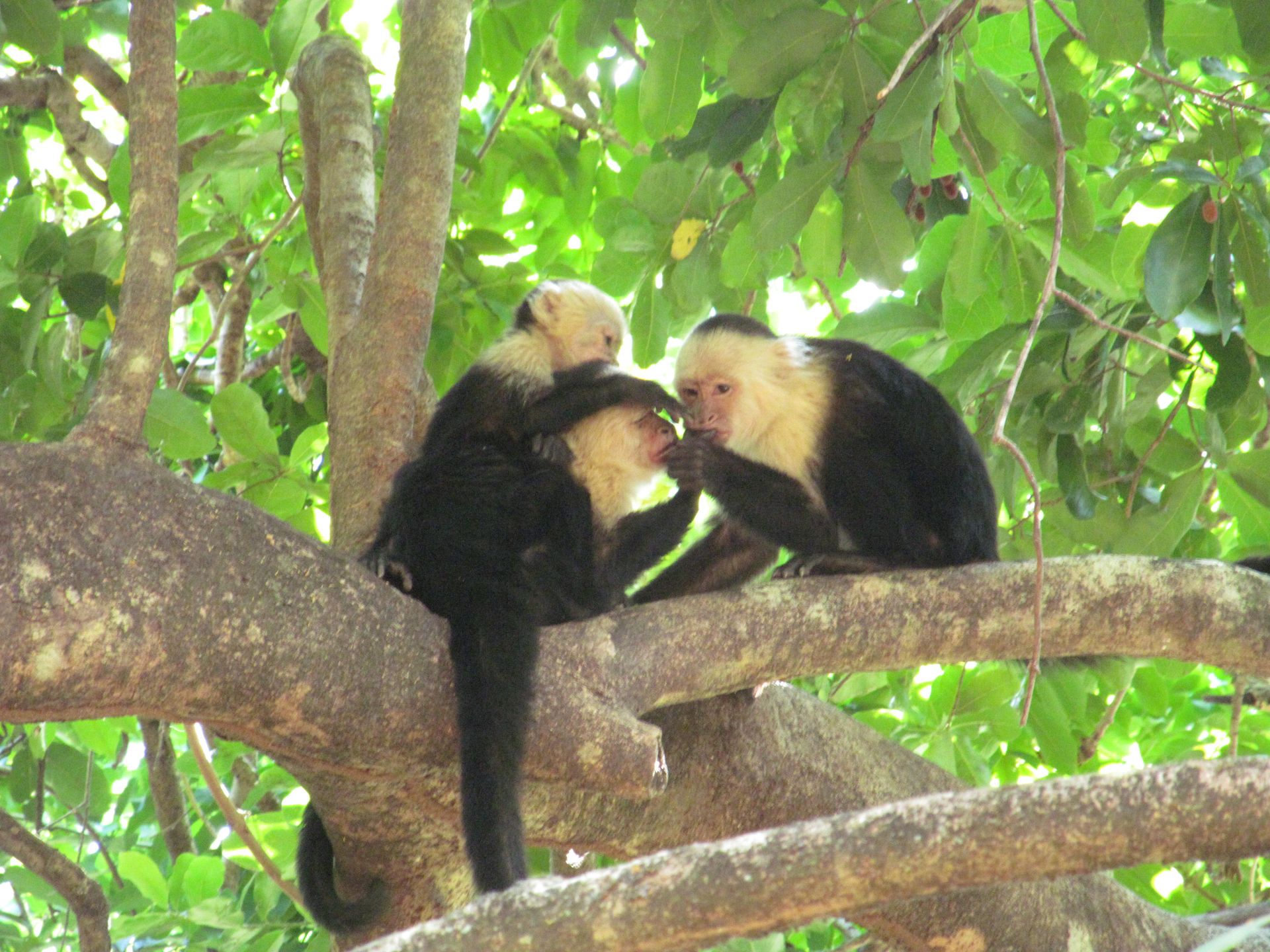 Female monkeys with female friends live longer | UCLA