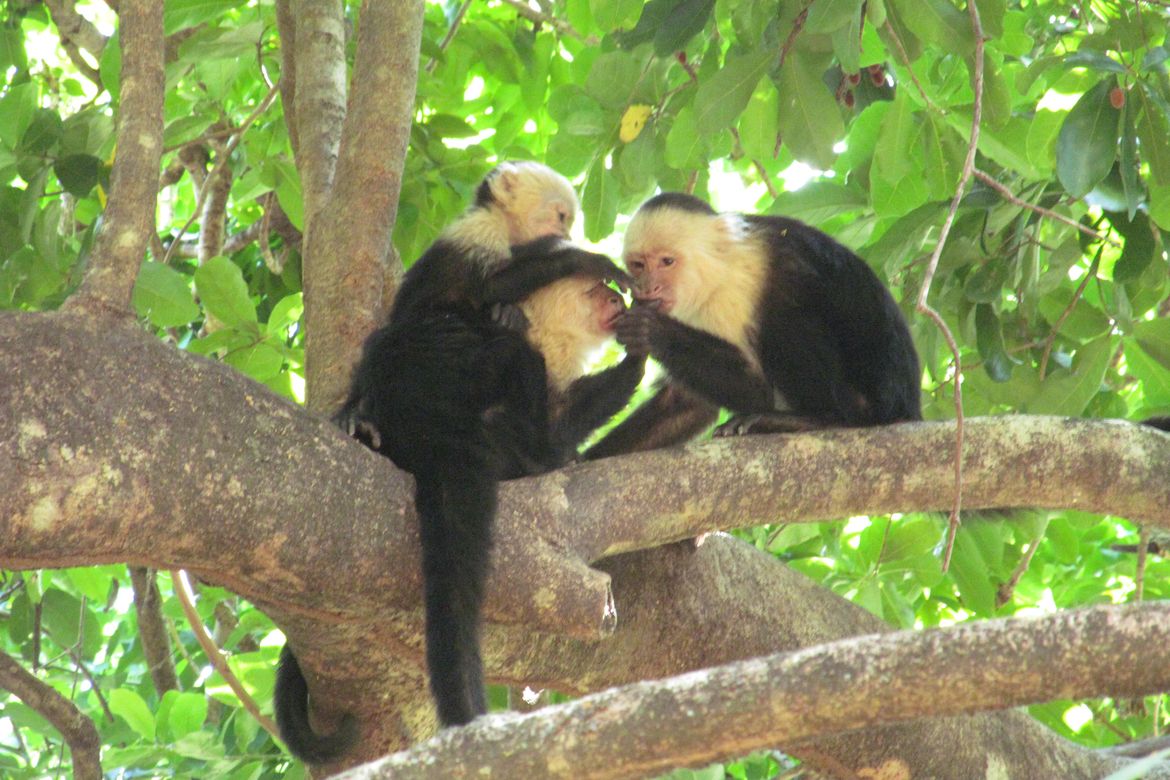 Photo | white-faced capuchin monkeys | UCLA