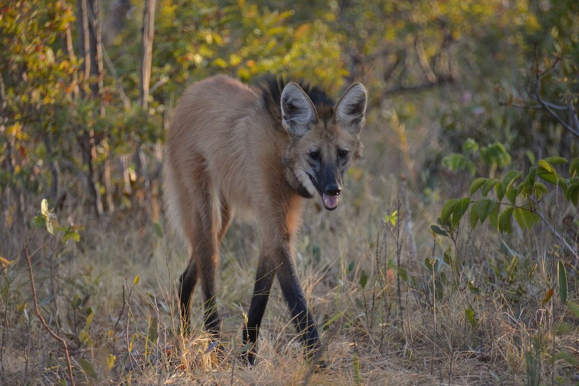 Genomic analysis reveals true origin of South America’s canids | UCLA