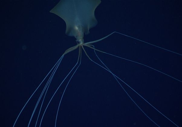 How a UCLA fish scientist helped the alien in Jordan Peele’s ‘Nope ...