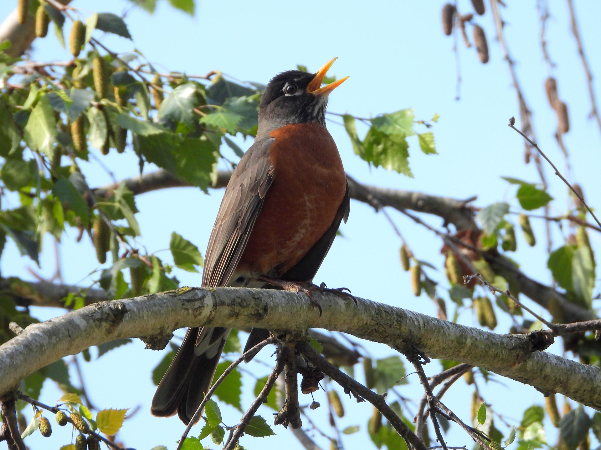 Photo Robin On Branch UCLA Photo Robin On Branch UCLA