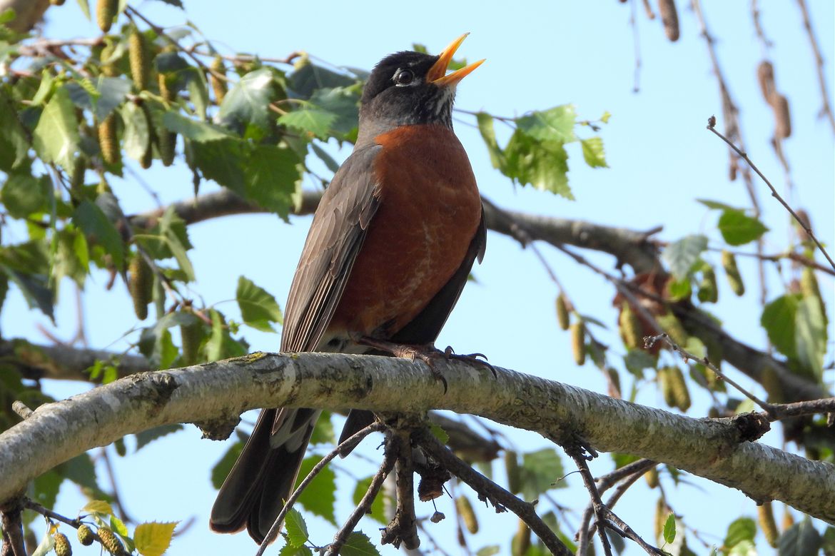 Birds getting smaller, ‘wingier’ as planet warms, UCLA-led research ...
