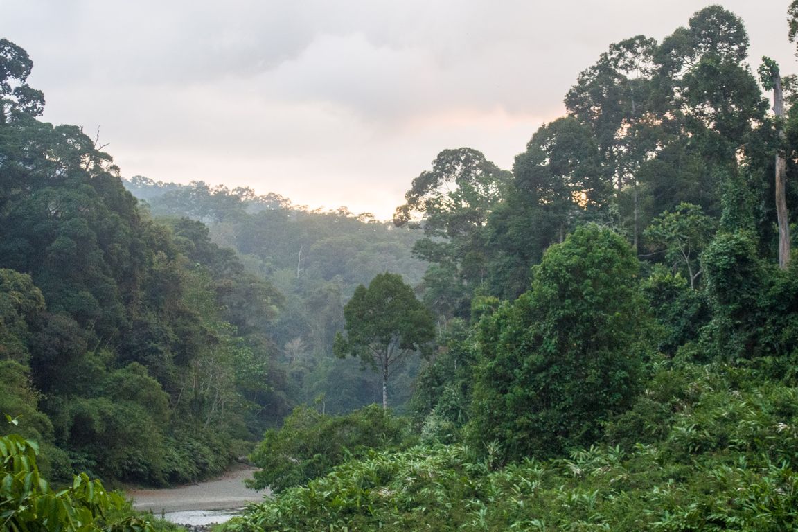Understanding what makes rainforests distinct from one another could ...