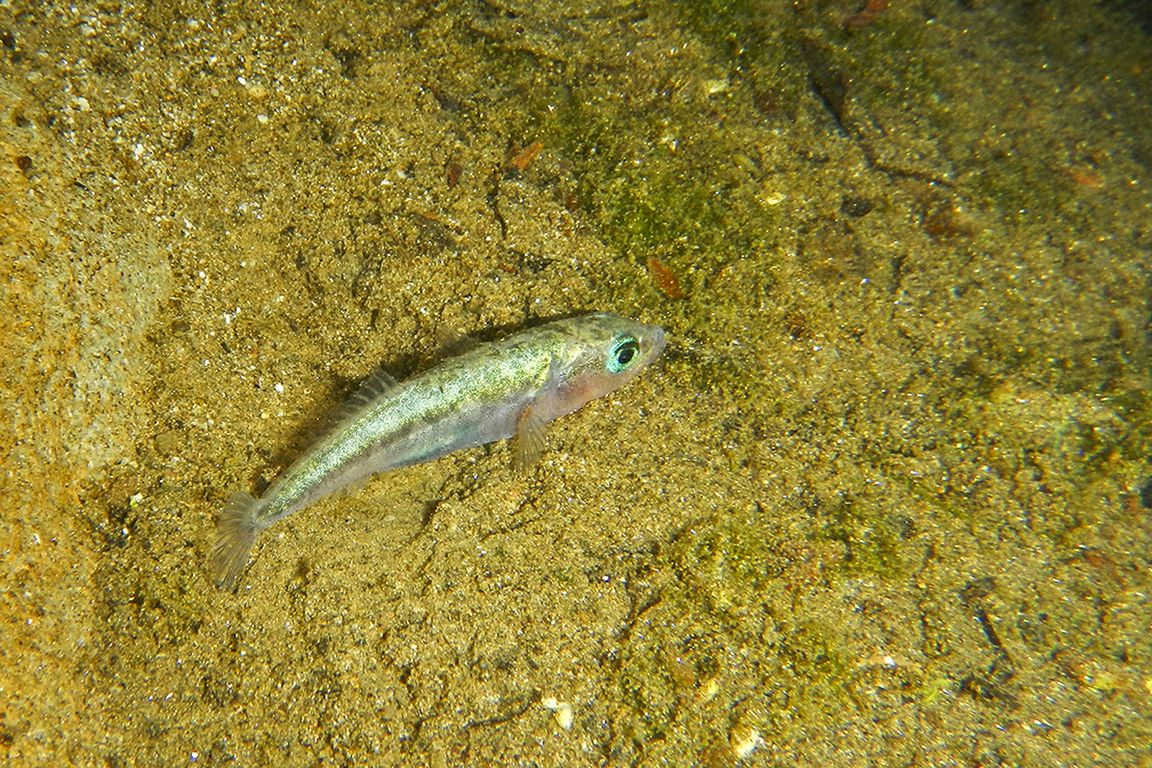 UCLA-led research could help restore endangered fish species native to ...