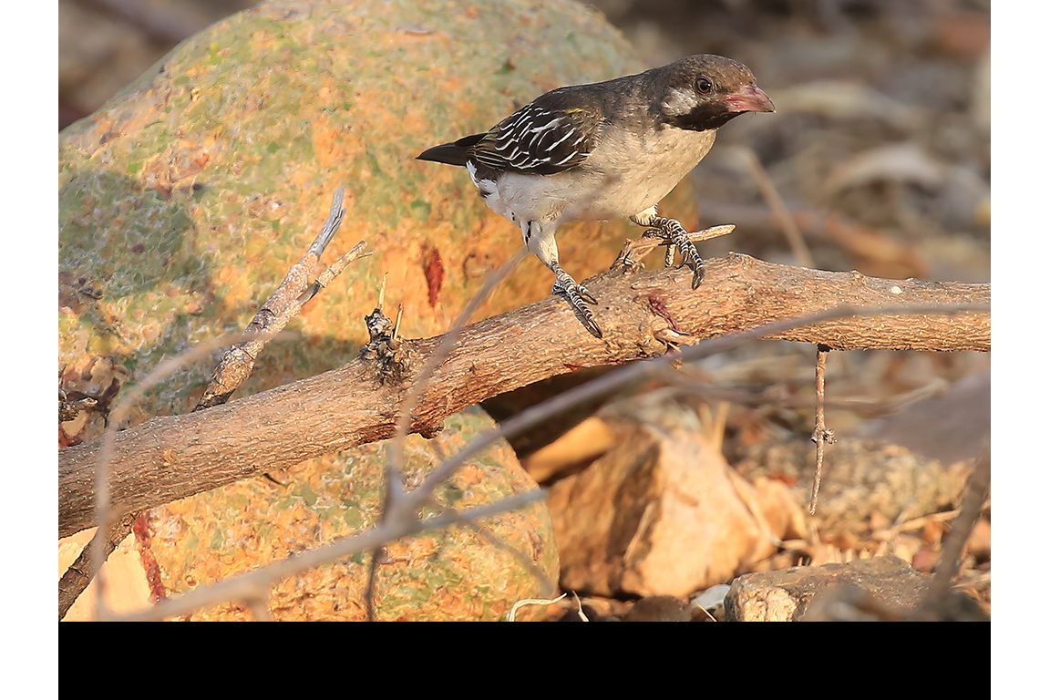 Wild birds lead people to honey – and learn from them | UCLA