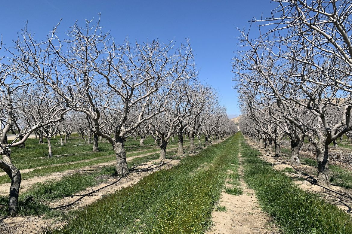 Photo | Evan George-Dry Orchard | UCLA