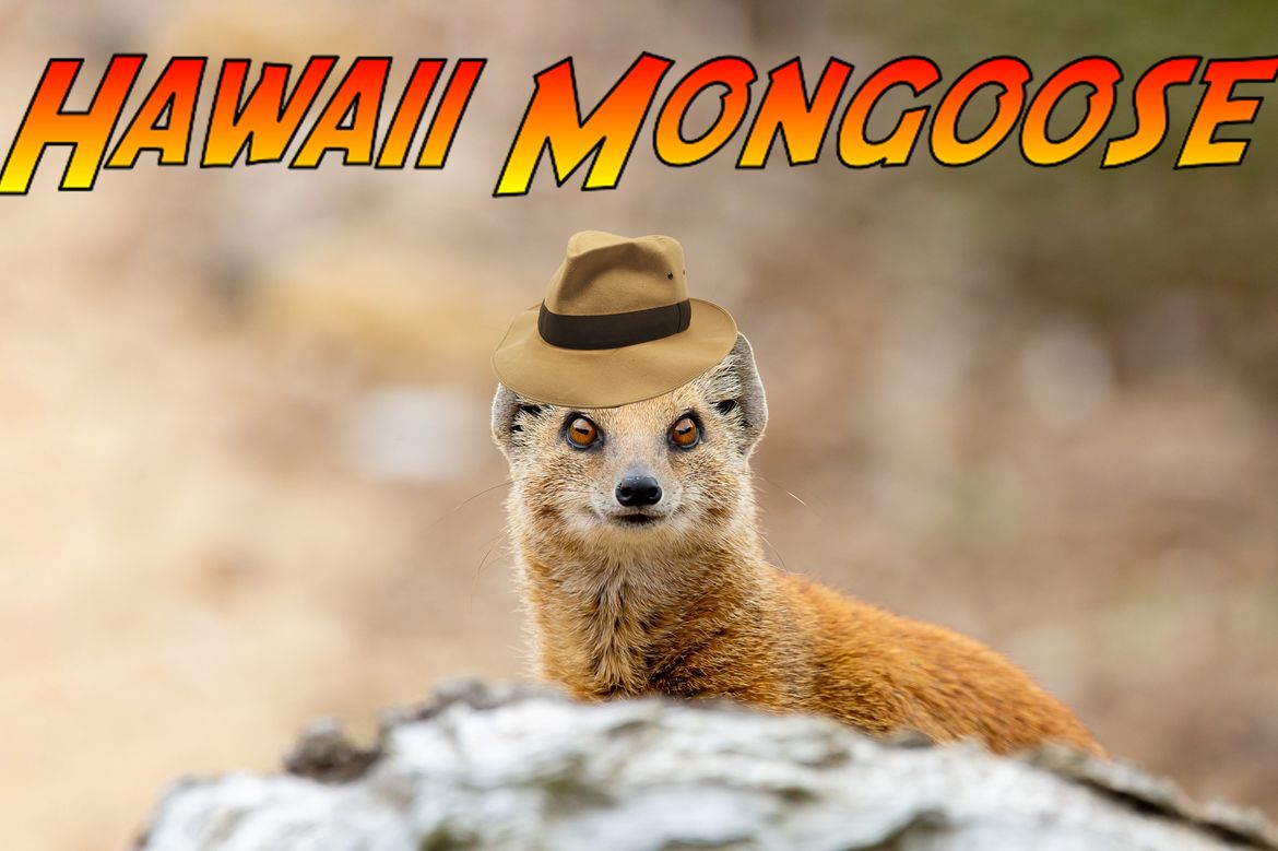 Photo | hawaii-mongoose-edit | UCLA