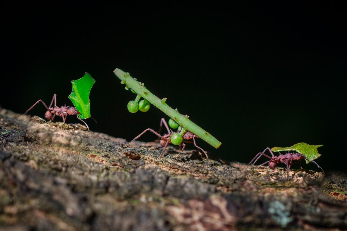 Could insights from ants help people build better transportation ...