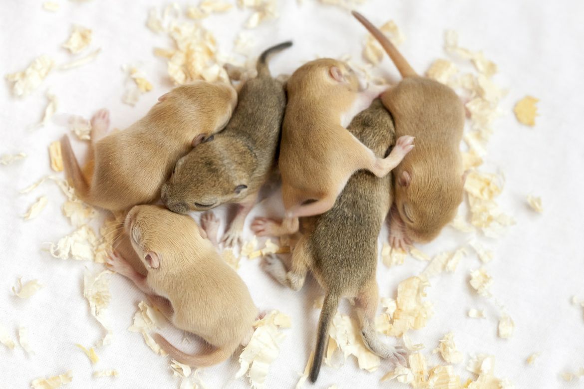 Photo | Six young mice huddled together on a bed of wood shavings | UCLA