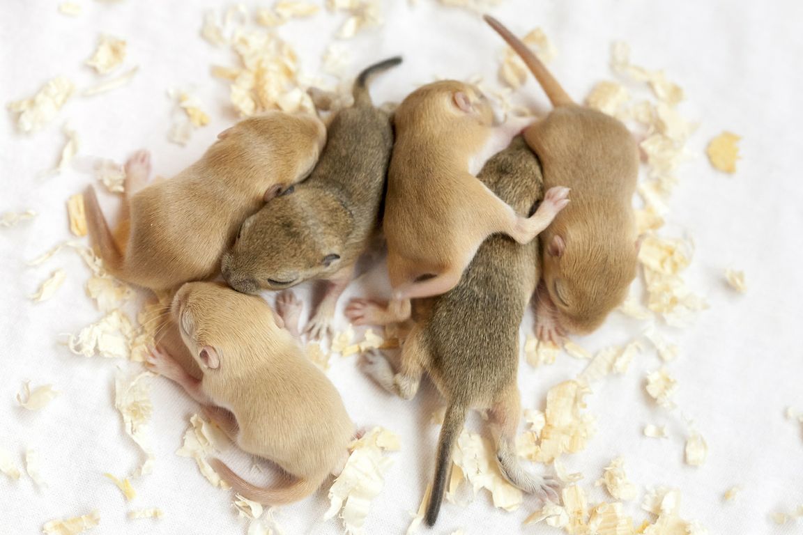A mother mouse needs a diverse gut microbiome to form a healthy ...