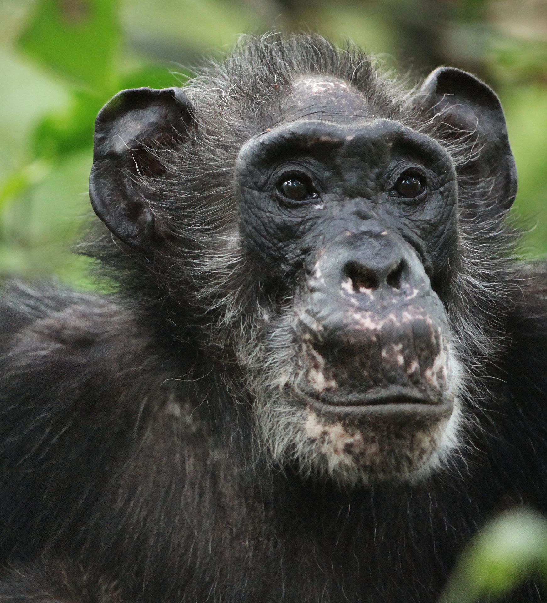 Photo | Close-up shot of a chimpanzee | UCLA