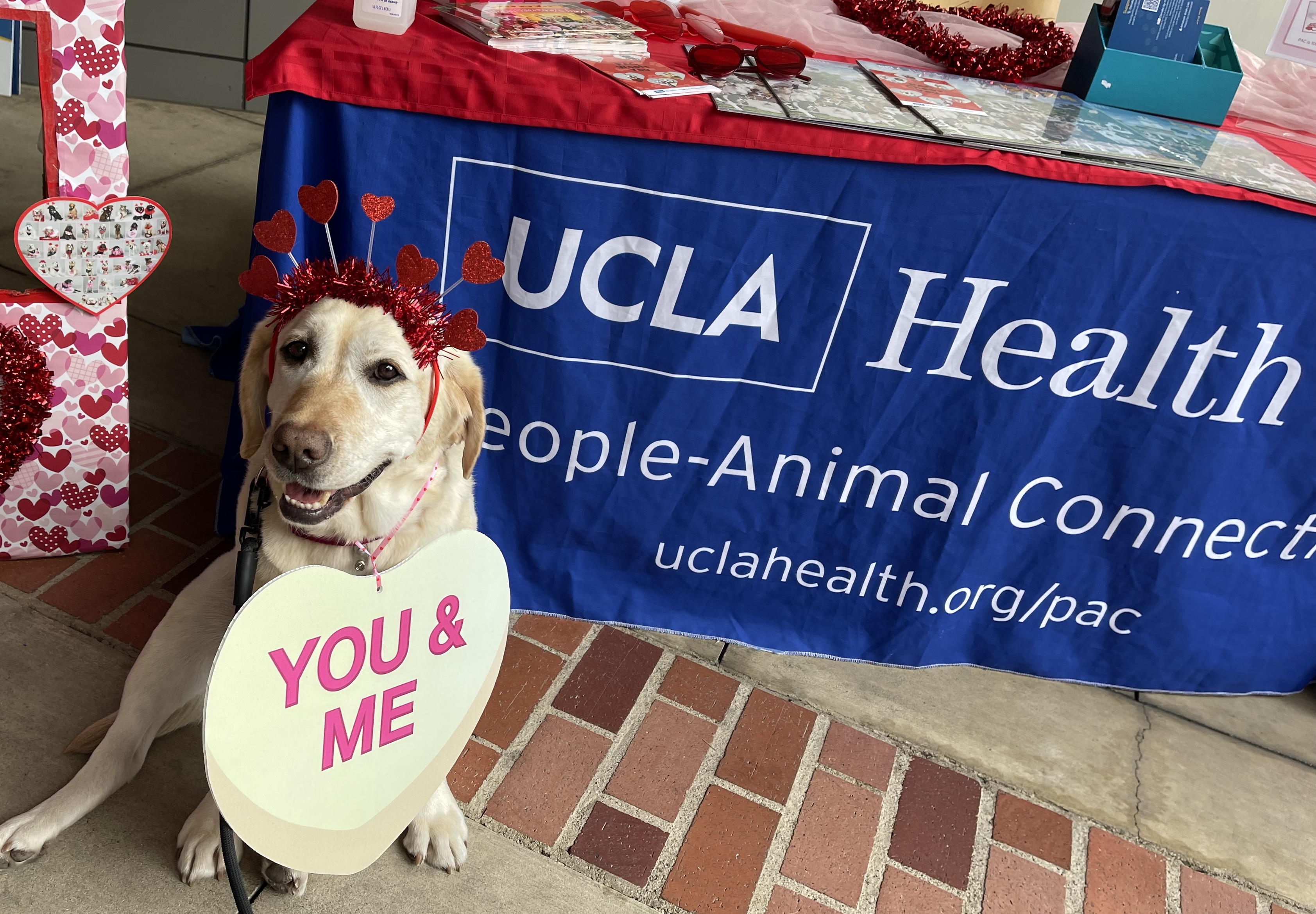 Portrait of a True Bruin family | UCLA