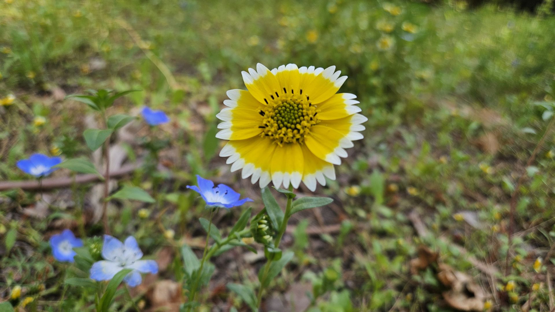 Photo | Native Baby Blue Eyes and Tidy Tips blooming on campus | UCLA