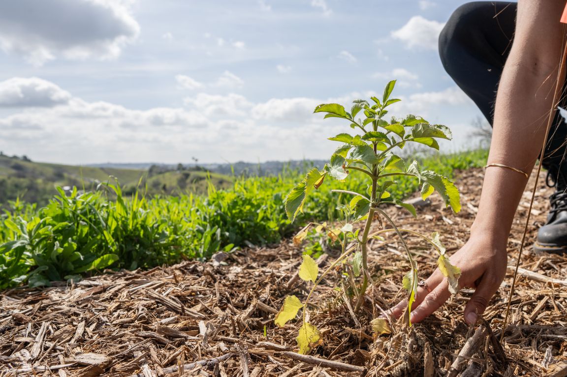 Ary Amaya is 27 acres into an Indigenous-led reforestation of L.A. She ...