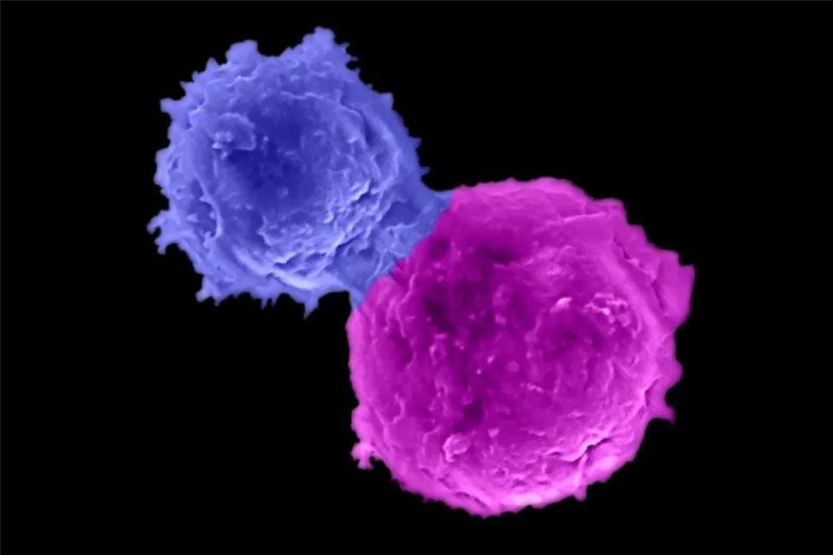 Photo | Microscopy image of cells | UCLA