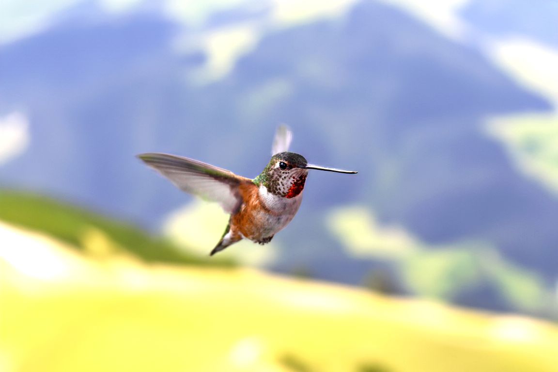 Acute sense of touch helps hummingbirds hover near flowers without ...