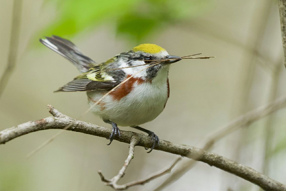 Birds shifting in time and space as they adjust to global warming | UCLA