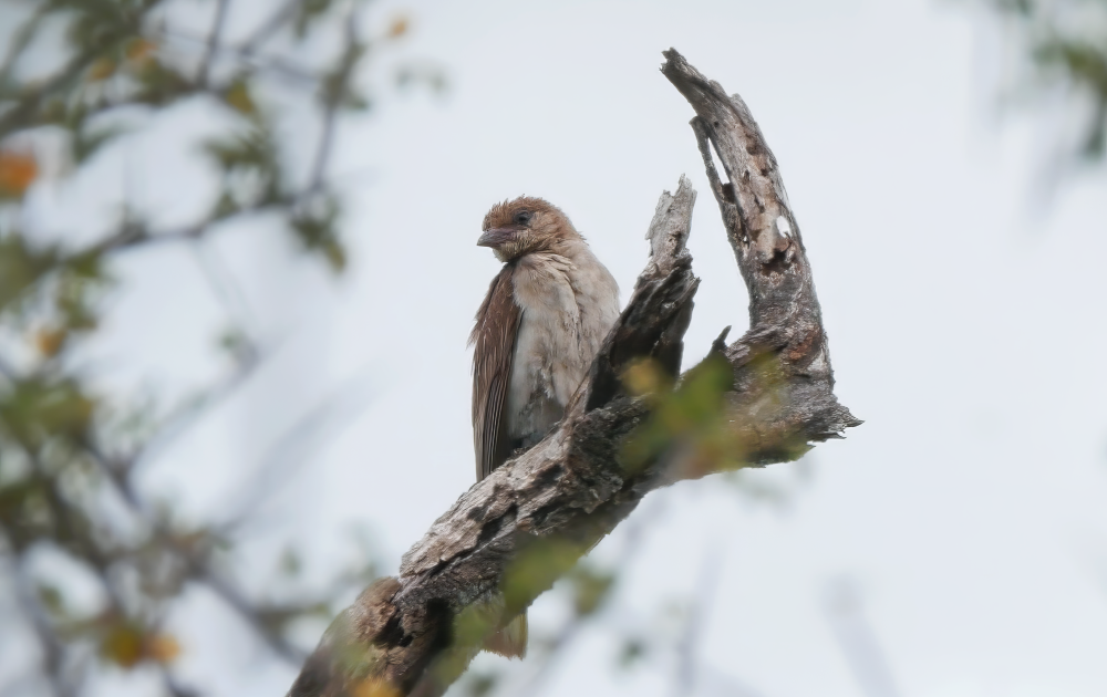 A Bruin field guide to the birds that shape our work and lives | UCLA