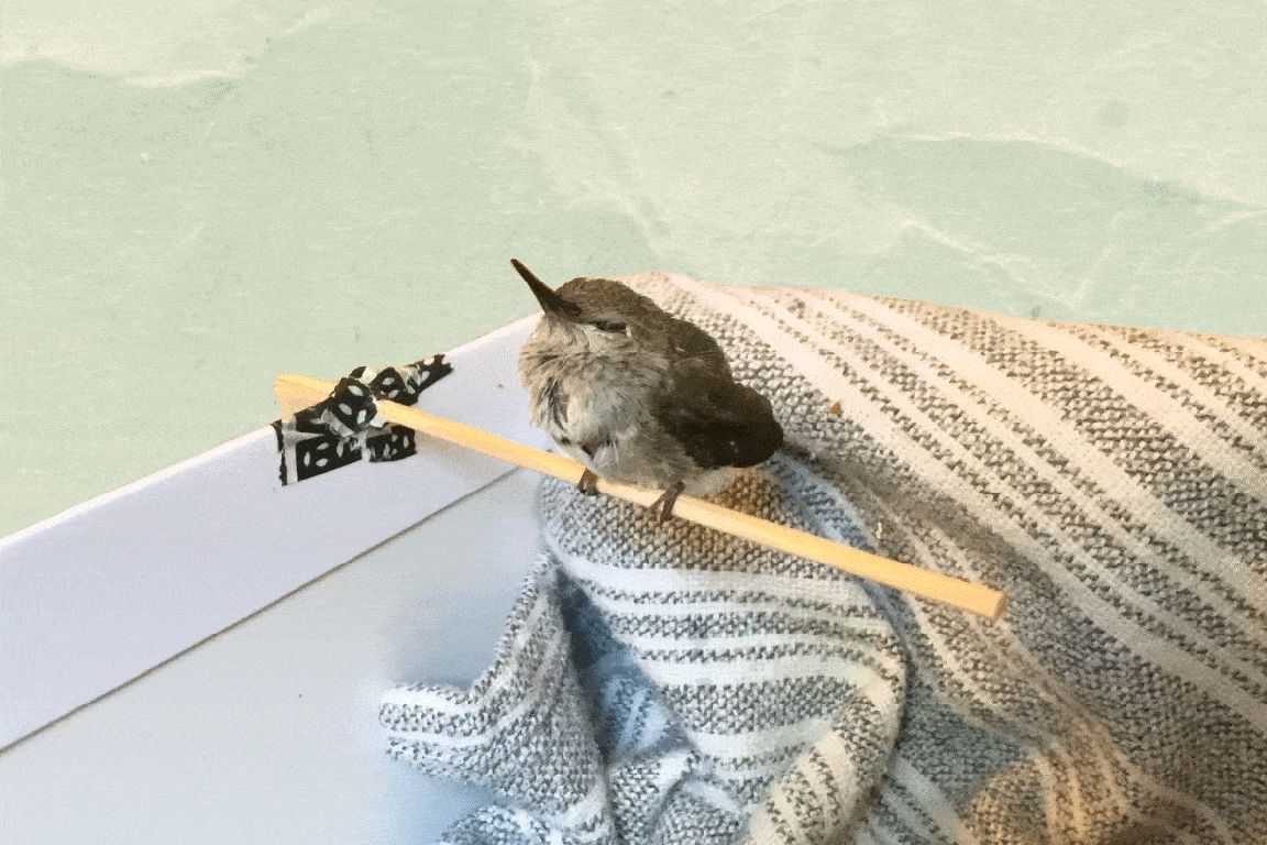 A personal tale about rescuing a hummingbird | UCLA