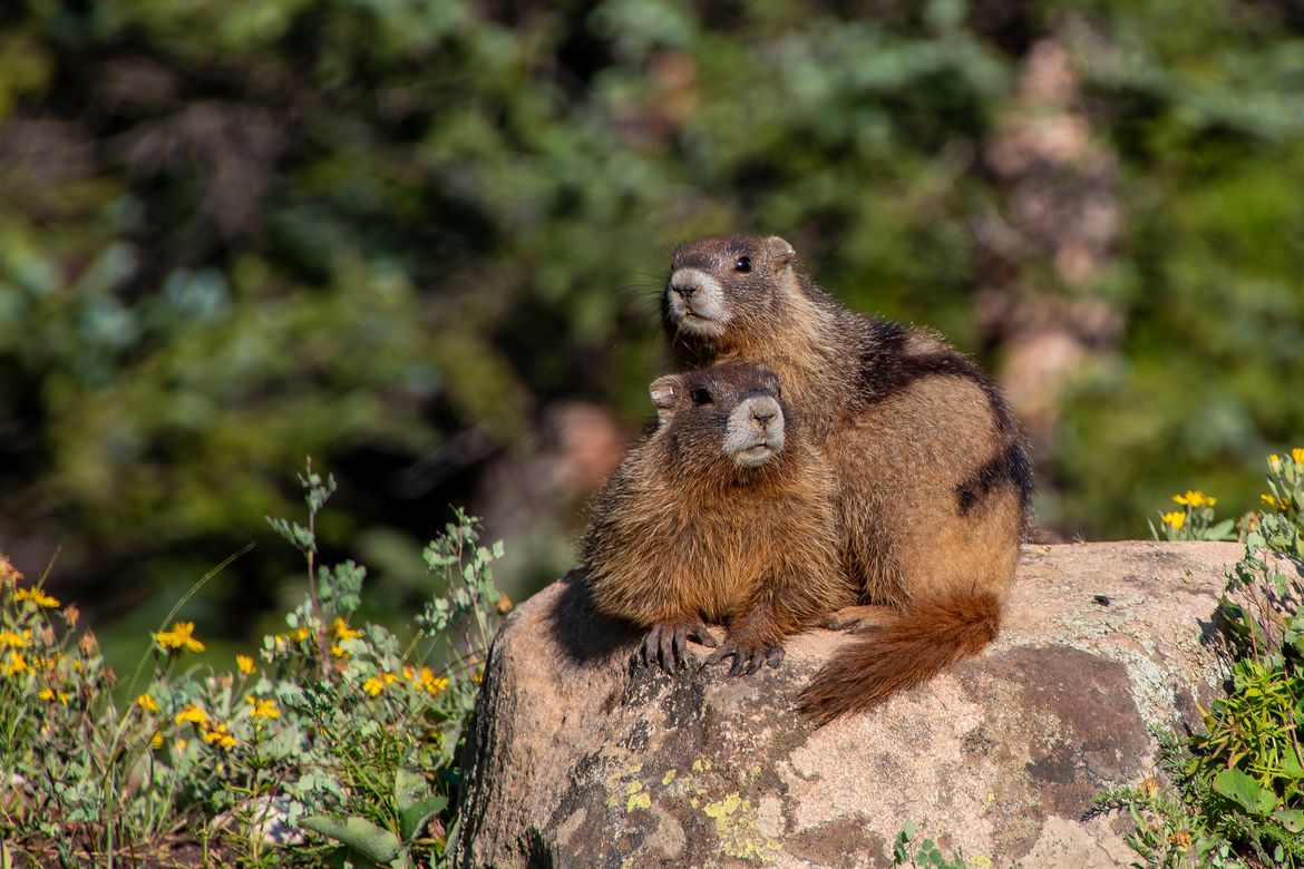 Photo | Two marmots resting on a rock | UCLA